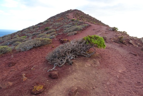 Montaña Roja, der rote Berg von Teneriffa - Spinagel